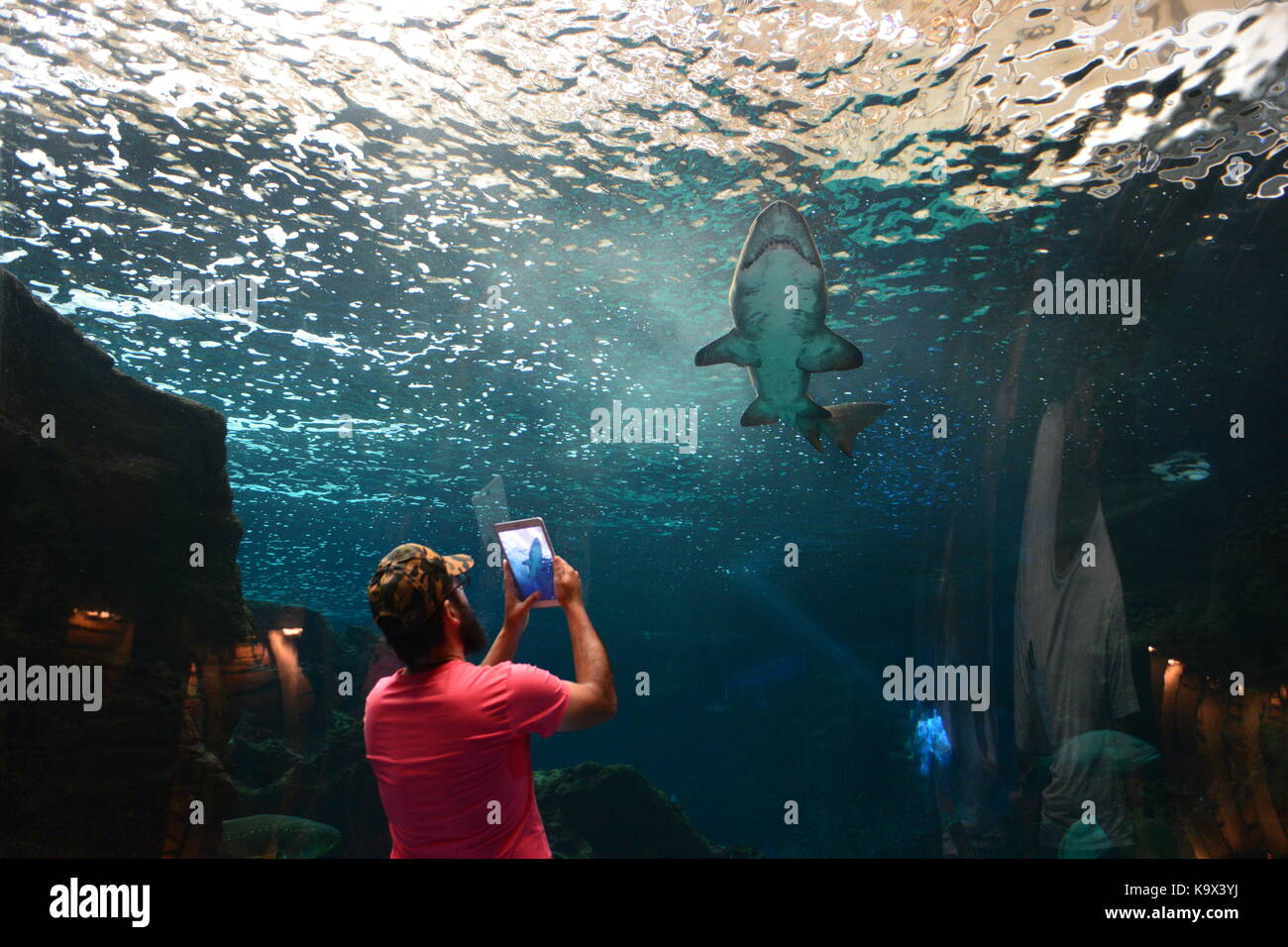 Gournes, Greece. 23rd Sep, 2017. Crete's Aquarium with 2000 sea animals ...