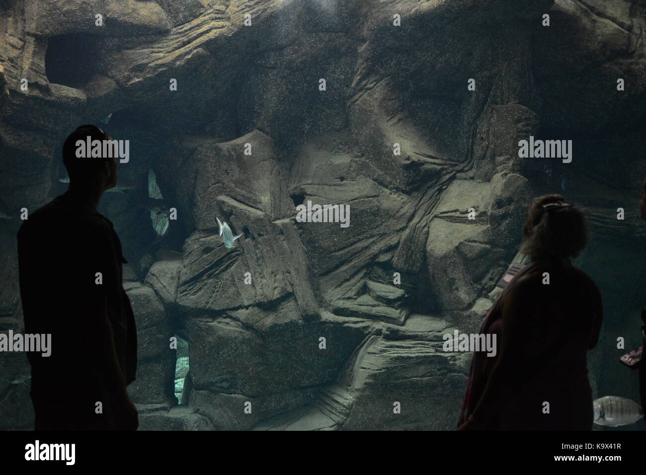 Gournes, Greece. 23rd Sep, 2017. Crete's Aquarium with 2000 sea animals ...