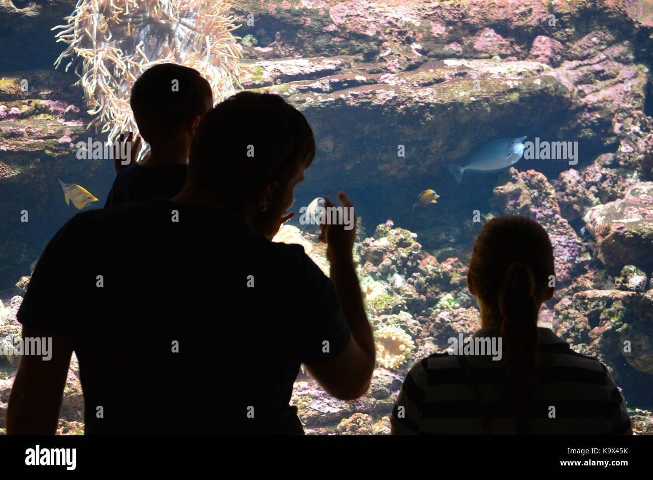 Gournes, Greece. 23rd Sep, 2017. Crete's Aquarium with 2000 sea animals ...