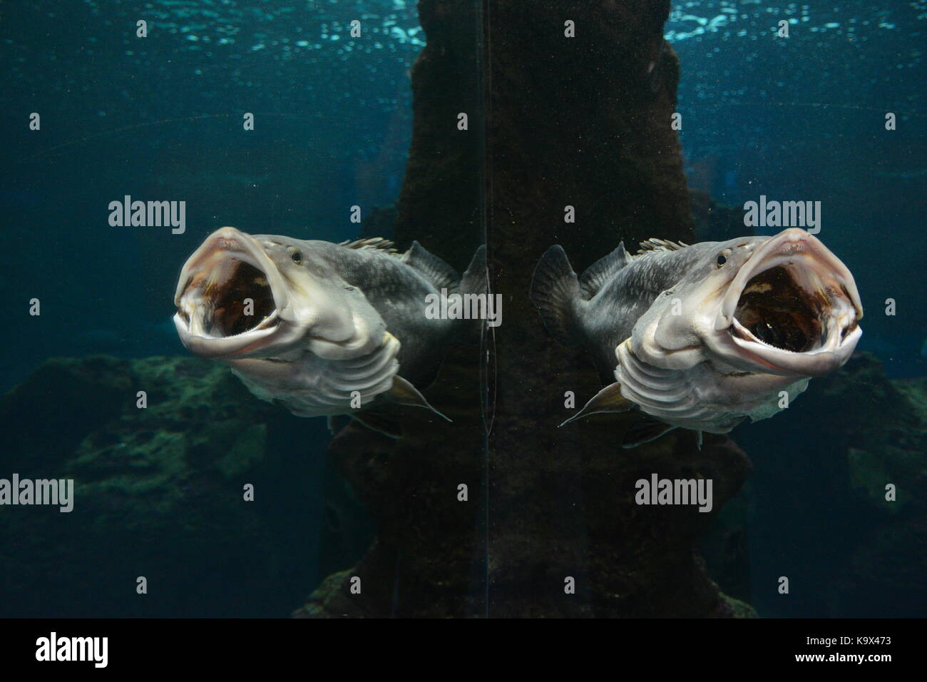 Gournes, Greece. 23rd Sep, 2017. Crete's Aquarium with 2000 sea animals ...