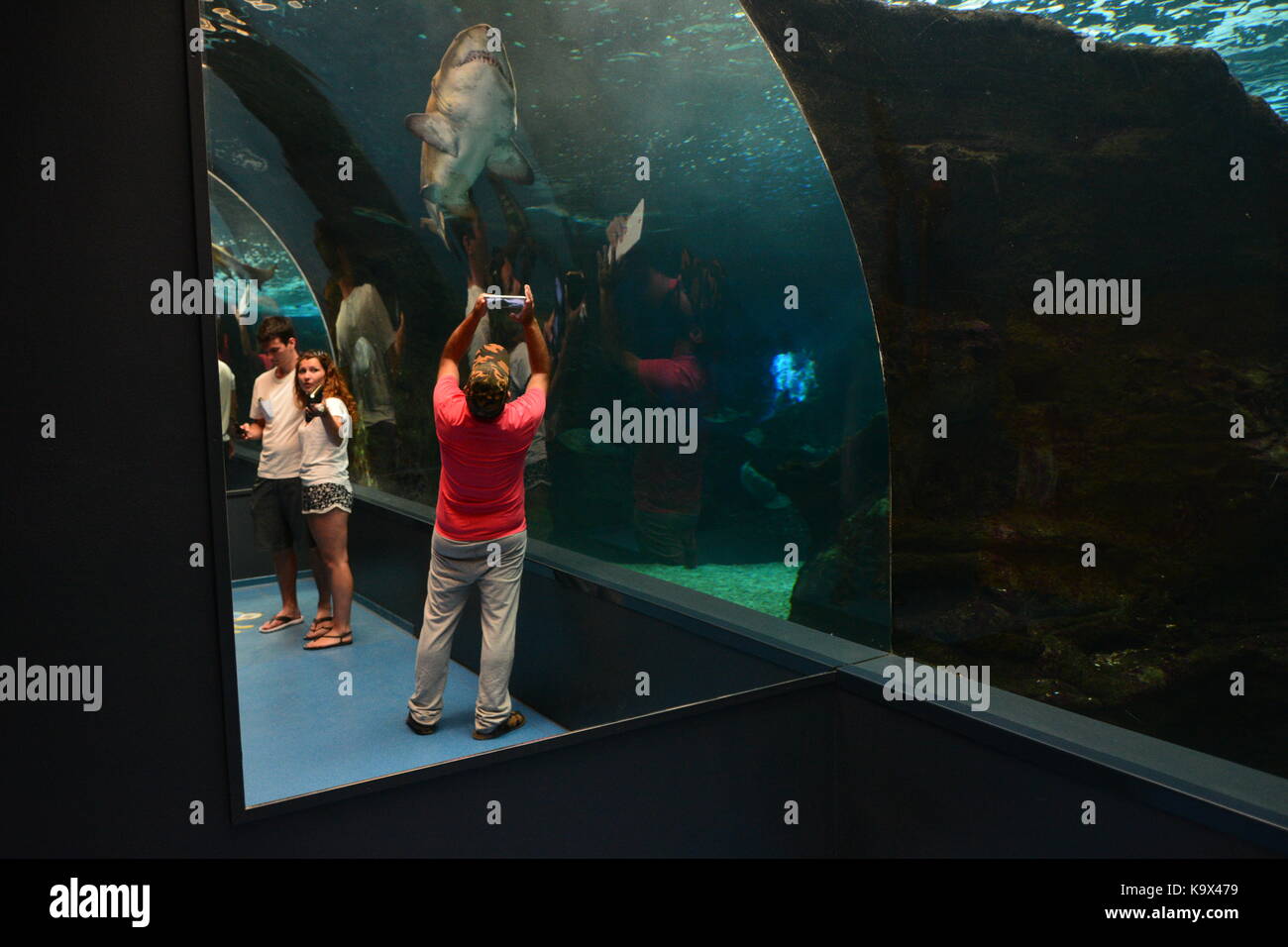 Gournes, Greece. 23rd Sep, 2017. Crete's Aquarium with 2000 sea animals ...