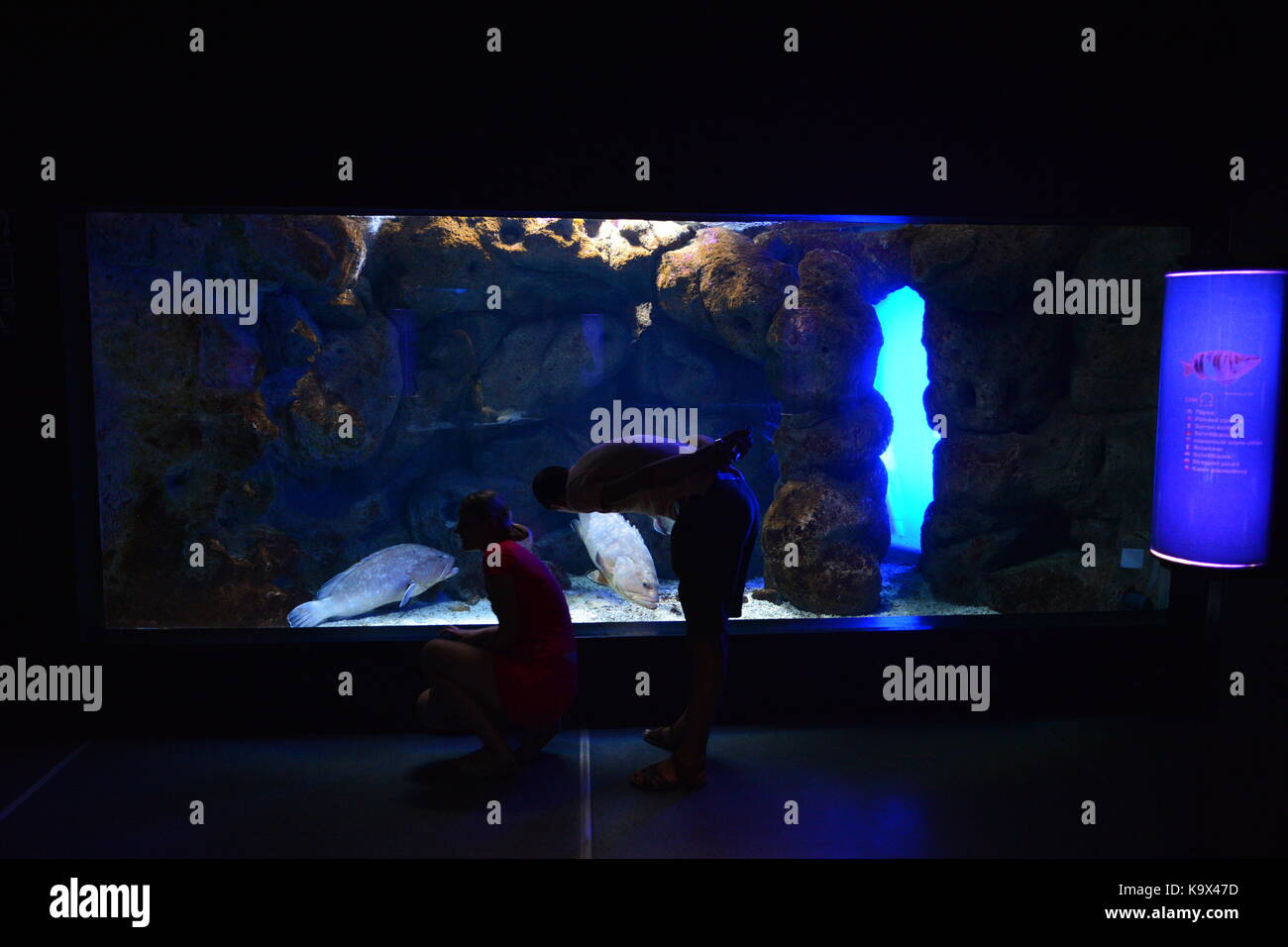 Gournes, Greece. 23rd Sep, 2017. Crete's Aquarium with 2000 sea animals ...