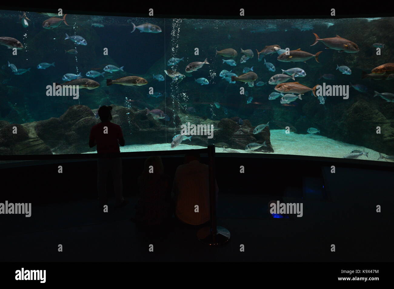 Gournes, Greece. 23rd Sep, 2017. Crete's Aquarium with 2000 sea animals ...