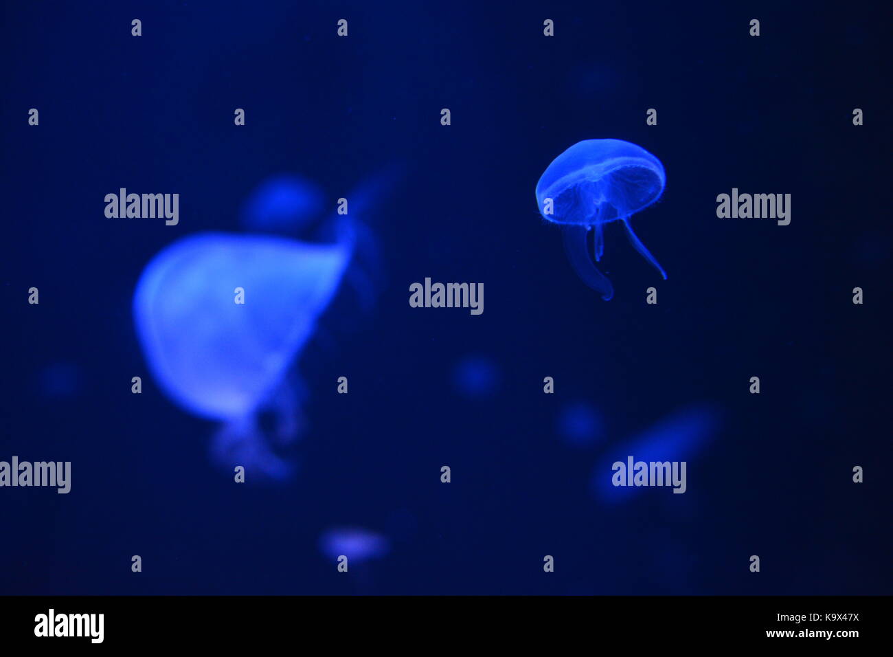 Gournes, Greece. 23rd Sep, 2017. Crete's Aquarium with 2000 sea animals ...