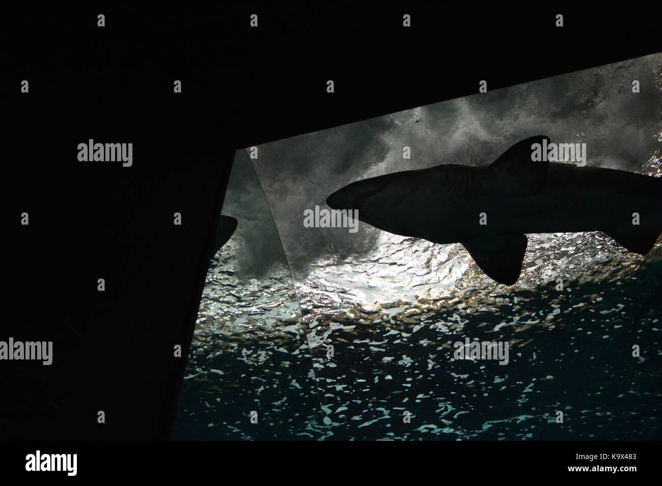 Gournes, Greece. 23rd Sep, 2017. Crete's Aquarium with 2000 sea animals ...