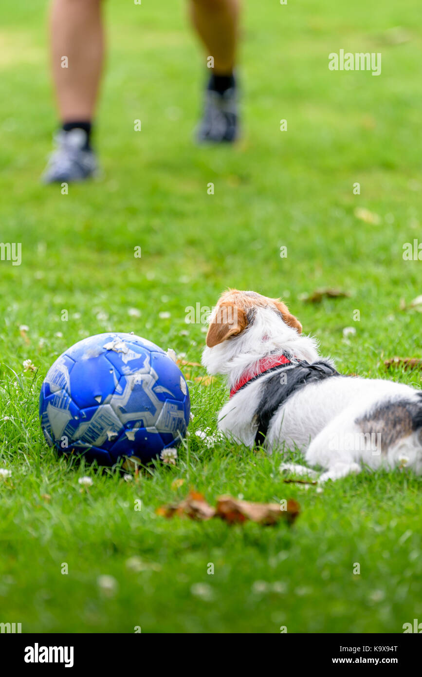 jack russell terrier dog in park looking up ready to play with owner ...