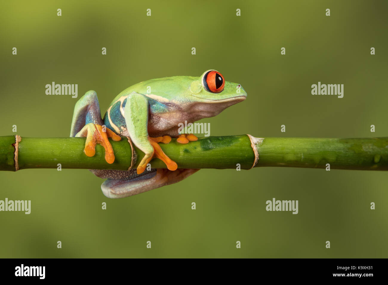 Close side view profile image of a red eyed tree frog balancing on a ...