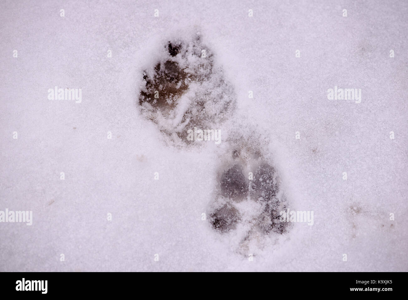 Snow covered ground background hi-res stock photography and images - Alamy