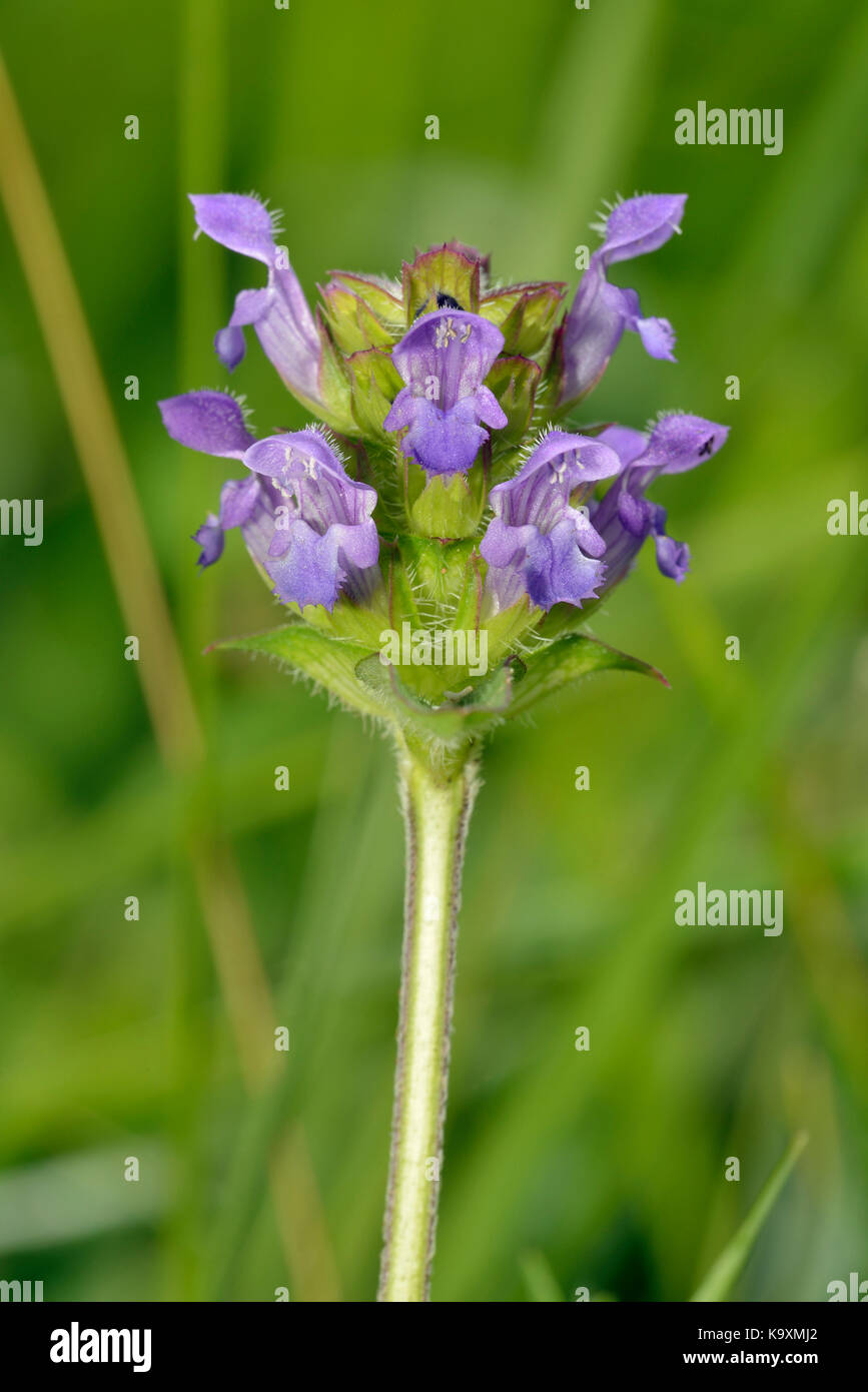 Common Selfheal - Prunella vulgaris Grassland Wild Flower Stock Photo ...