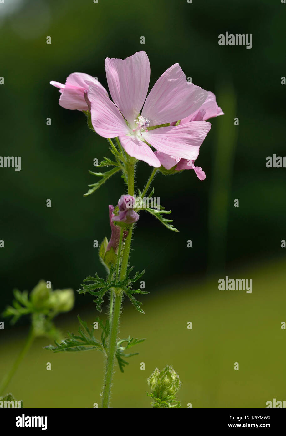 Musk Mallow - Malva moschata Pink Flower against dark background Stock ...