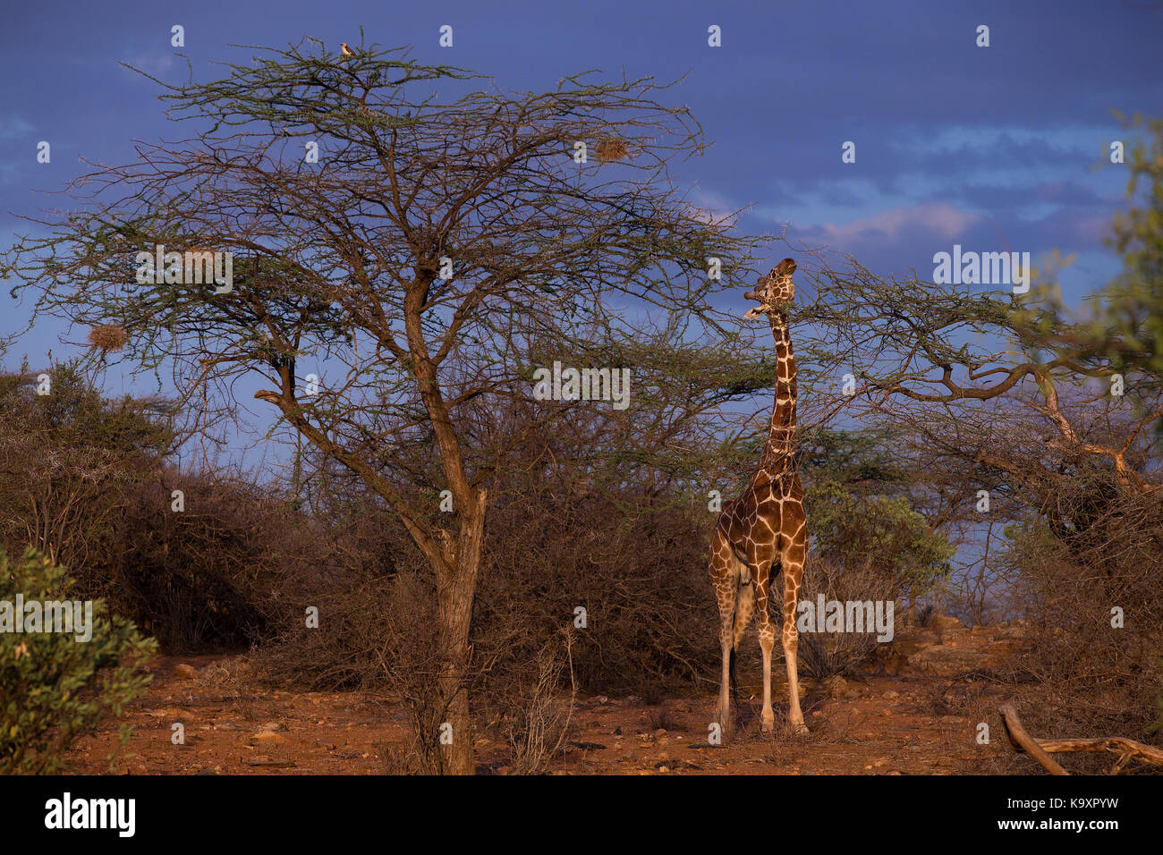 The reticulated giraffe (Giraffa camelopardalis reticulata), also known as the Somali giraffe in ...