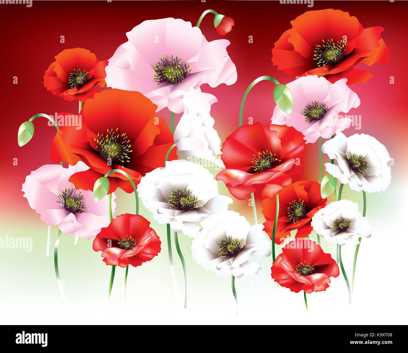 Beautiful bright color poppies on red background Stock Photo - Alamy