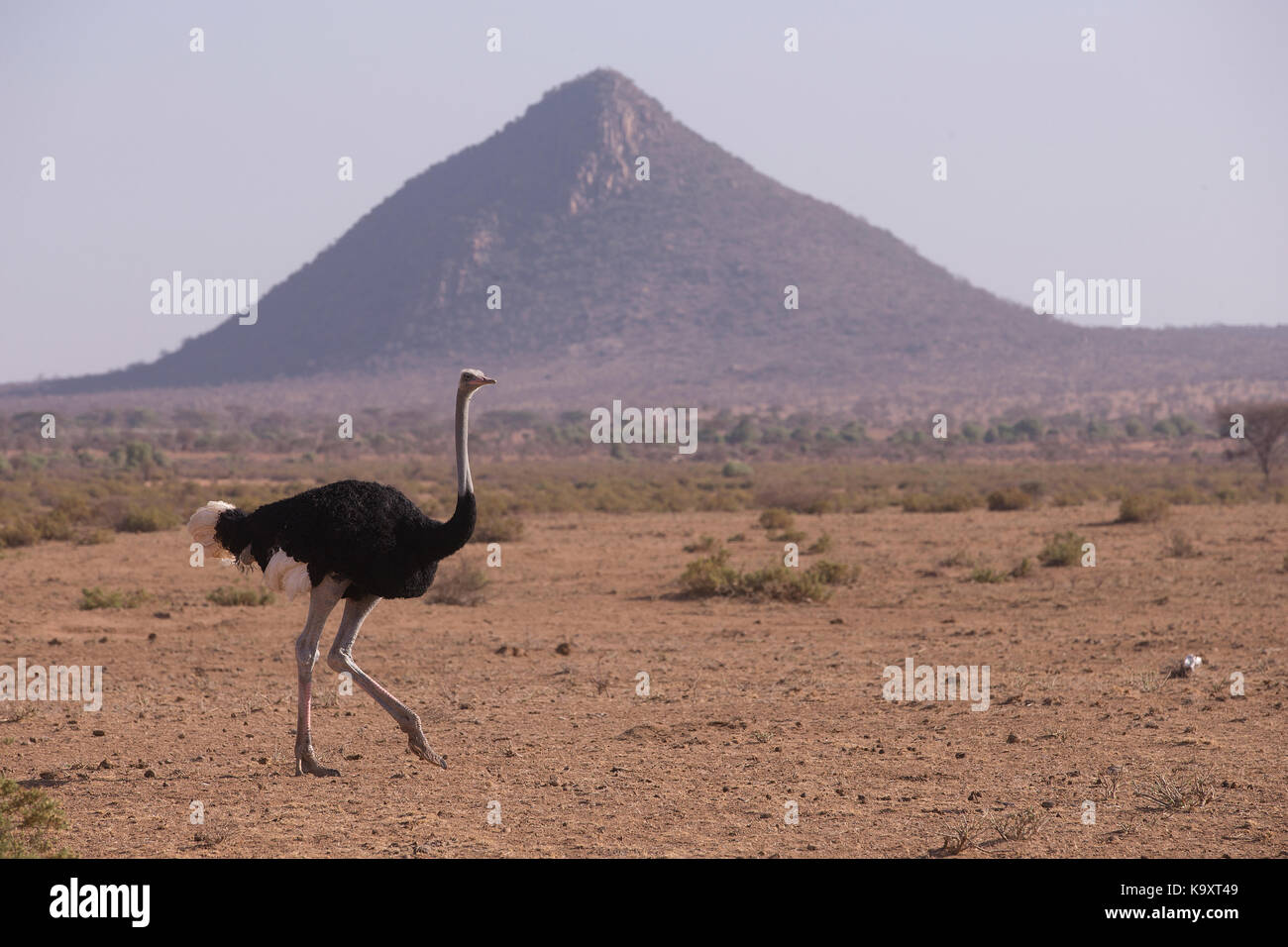 The Somali ostrich (Struthio molybdophanes) also known as the blue ...