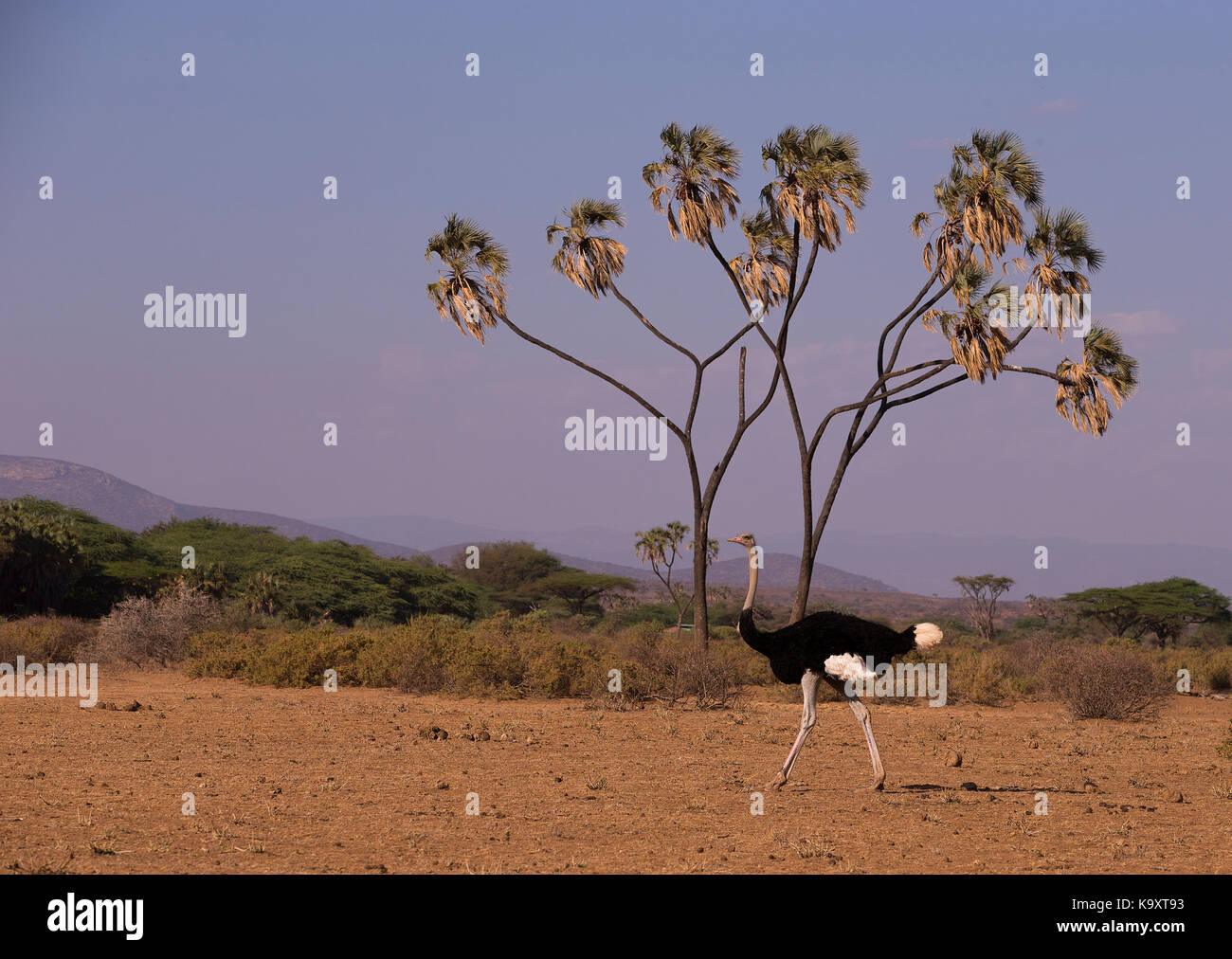 The Somali ostrich (Struthio molybdophanes) also known as the blue ...