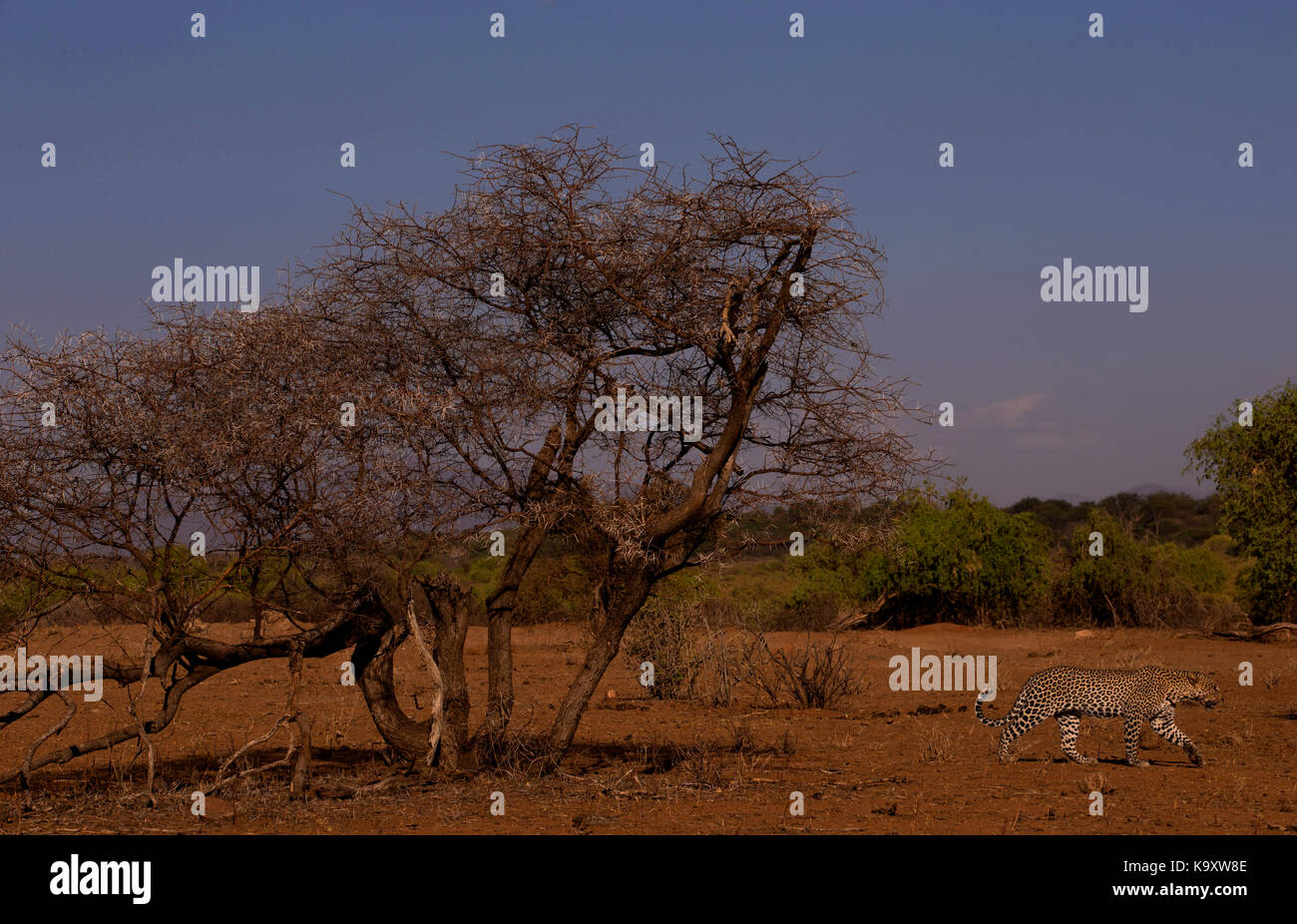 Leopard in action hi-res stock photography and images - Alamy