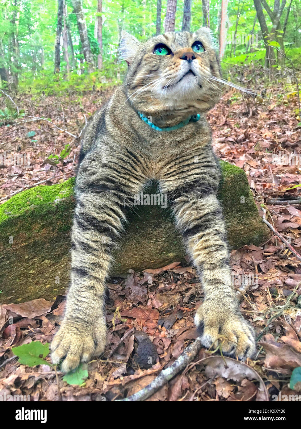 Cat Lying on Log in Woods Looking Up Stock Photo - Alamy