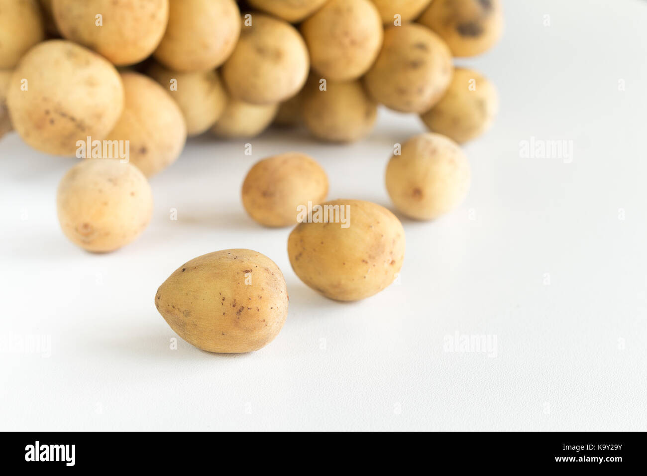 Lansium parasiticum, also known as Longkong or Langsat is tropical ...