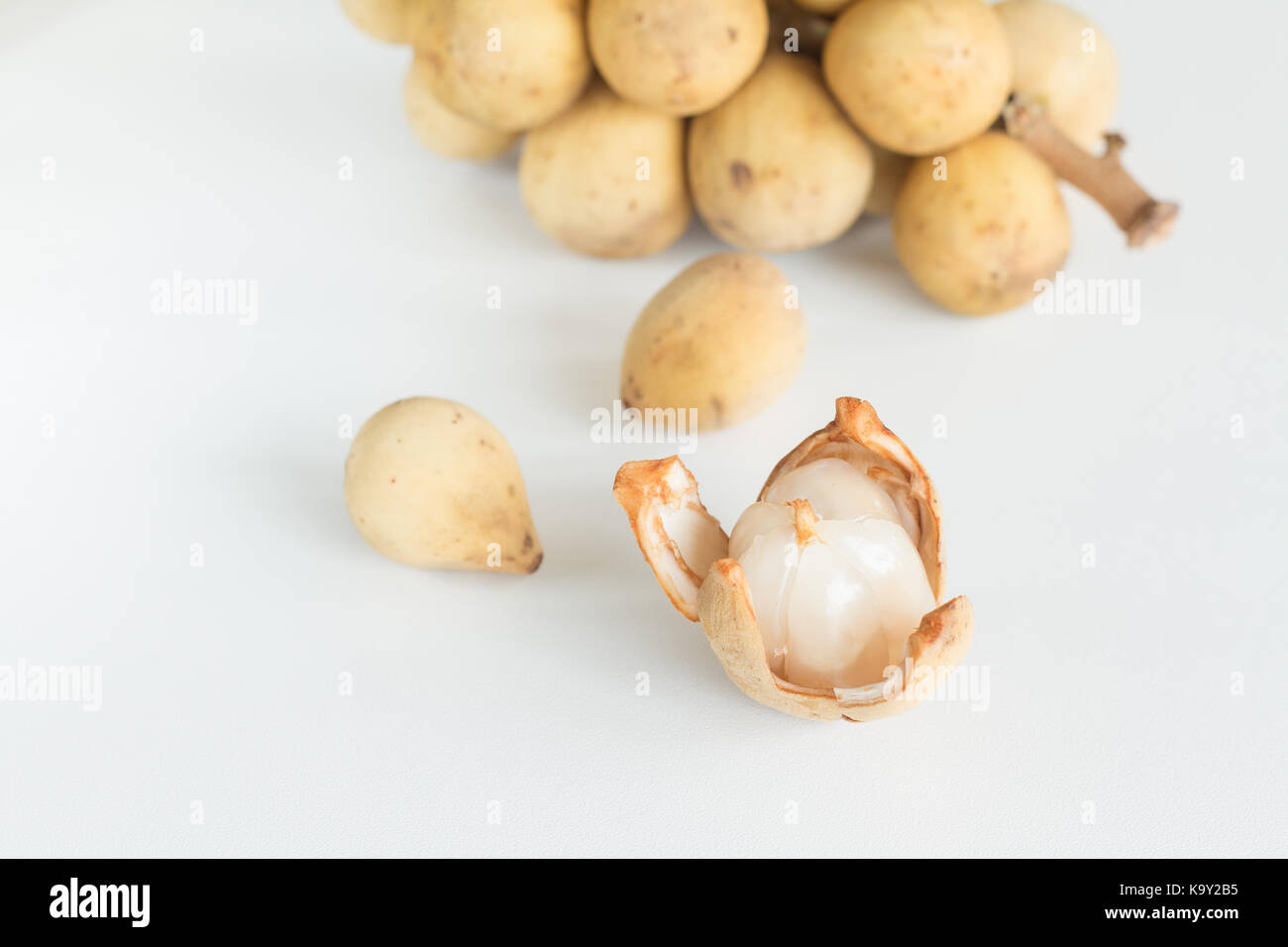 Lansium parasiticum, also known as Longkong or Langsat is tropical ...