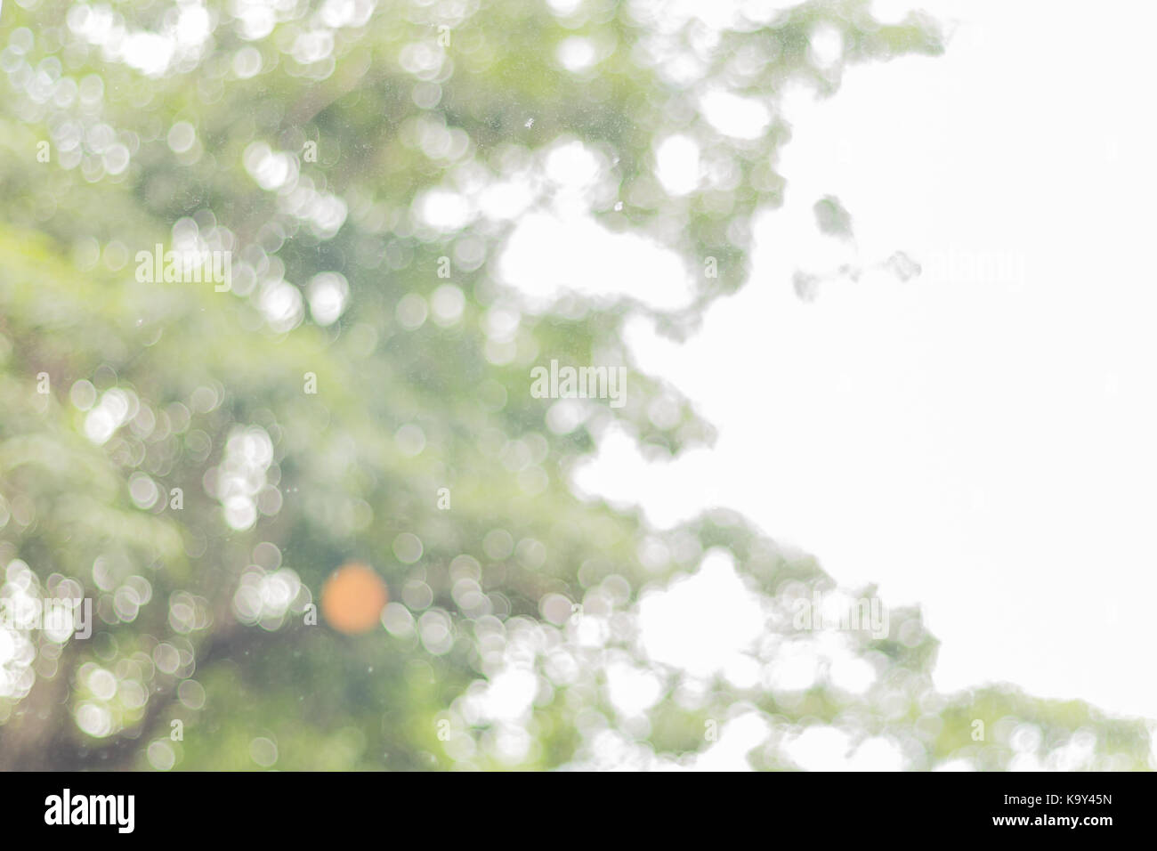 Spring green forest blurred or defocused background Stock Photo - Alamy