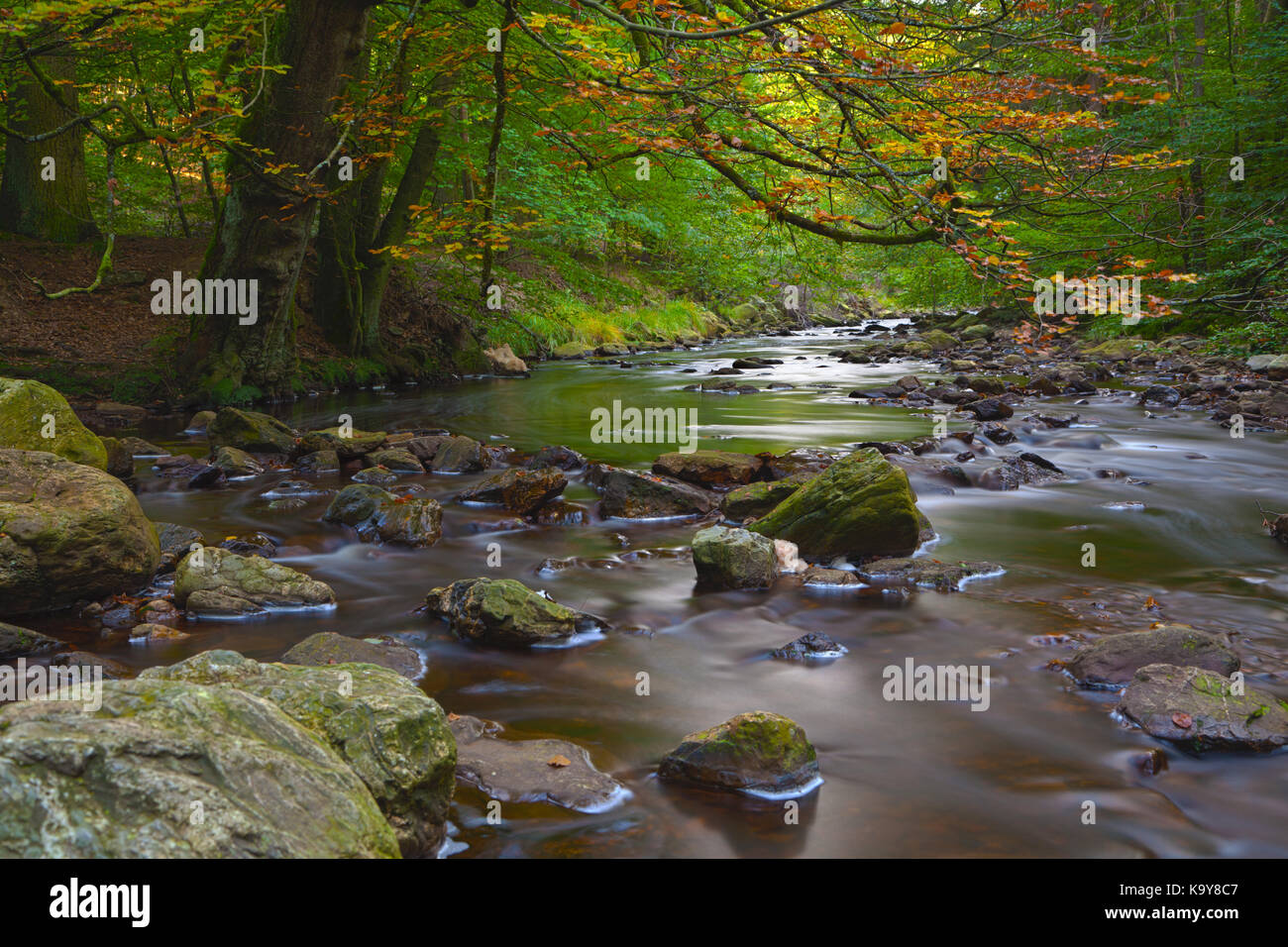 Belgium high fens hautes nature hi-res stock photography and images - Alamy