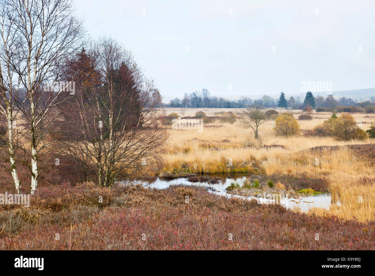 The Brackvenn in the High Fens (Hohes Venn, Hautes Fagnes) in eastern ...