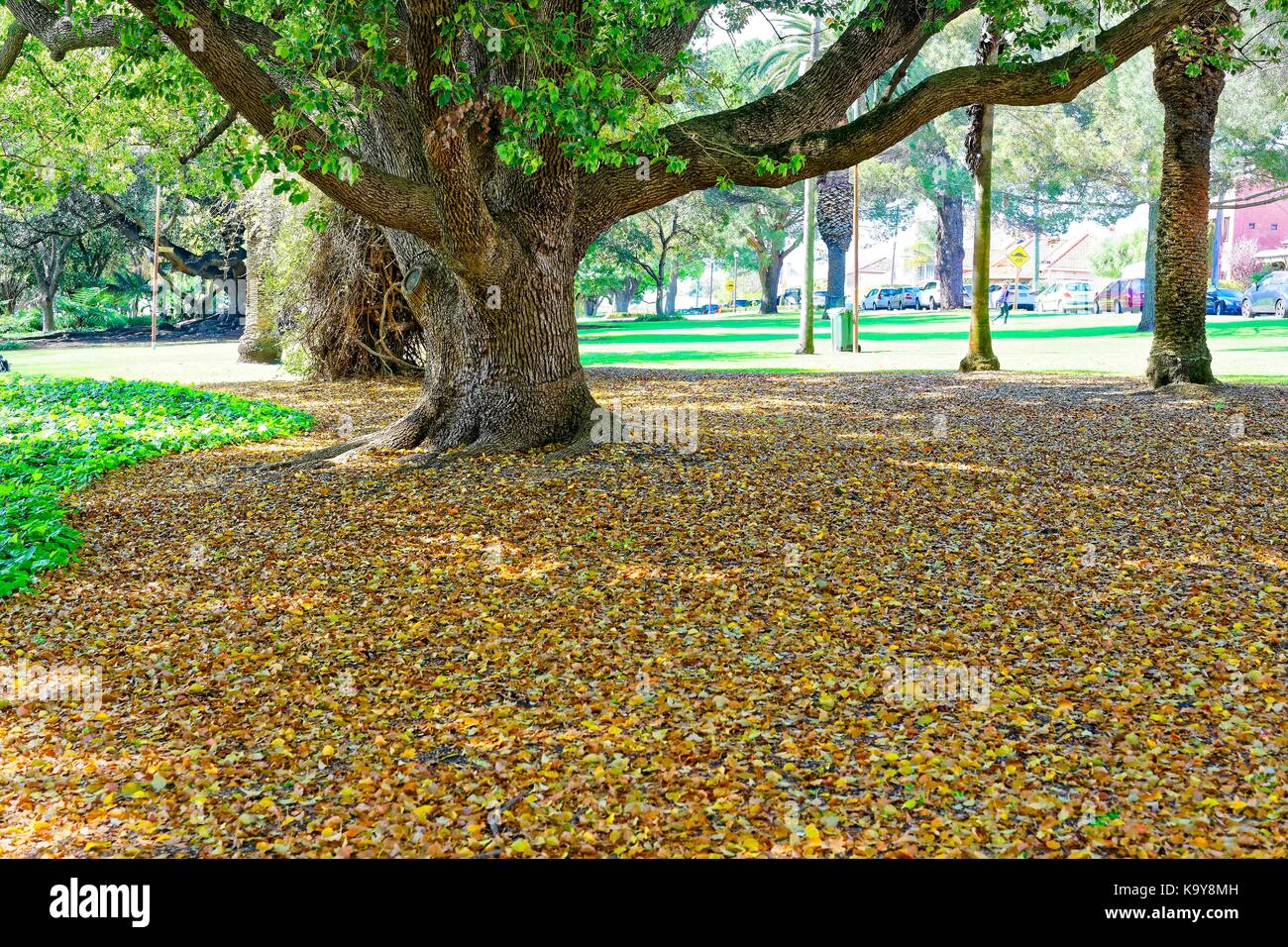 Hyde Park Perth Spring Stock Photo - Alamy
