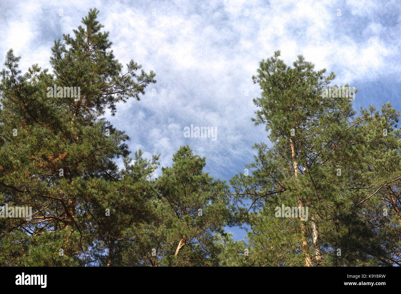 Pine trees and clouds. Cloudy day Stock Photo - Alamy