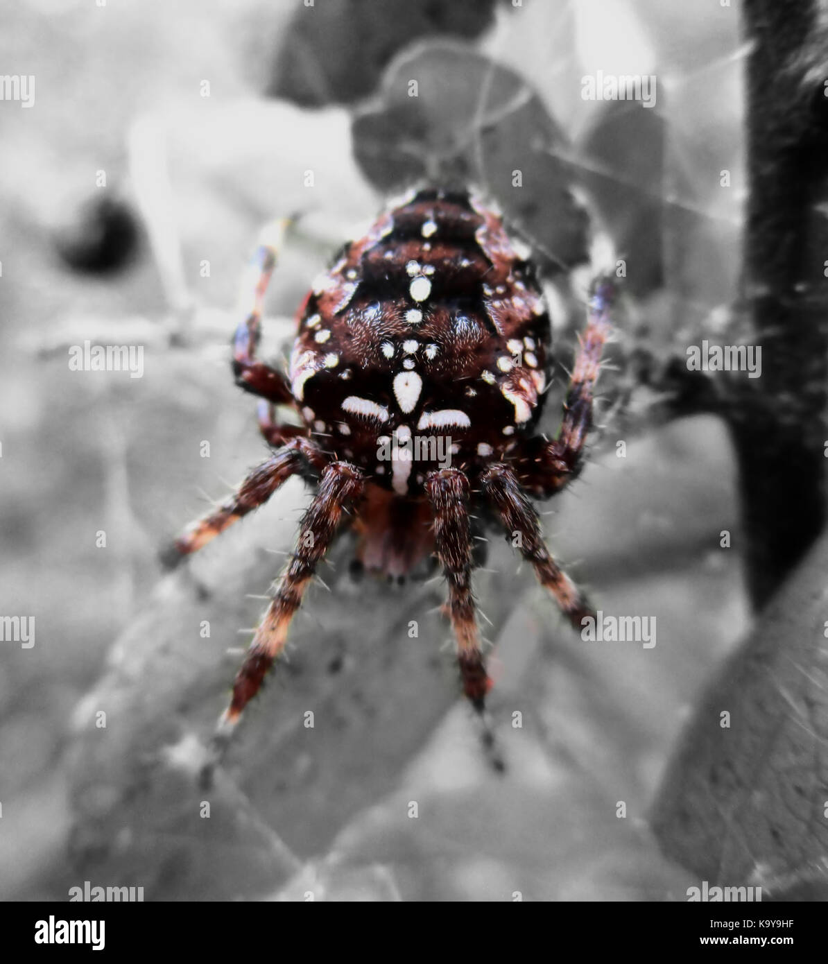 Spider Cross hidden in foliage, black and white background Stock Photo ...