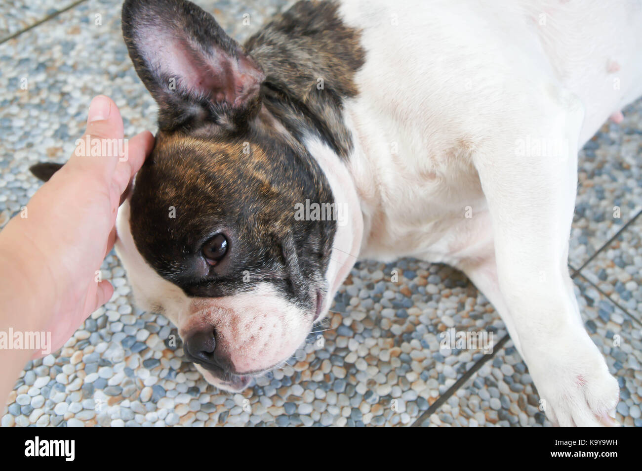 someone is groping or fumbling a dog Stock Photo - Alamy