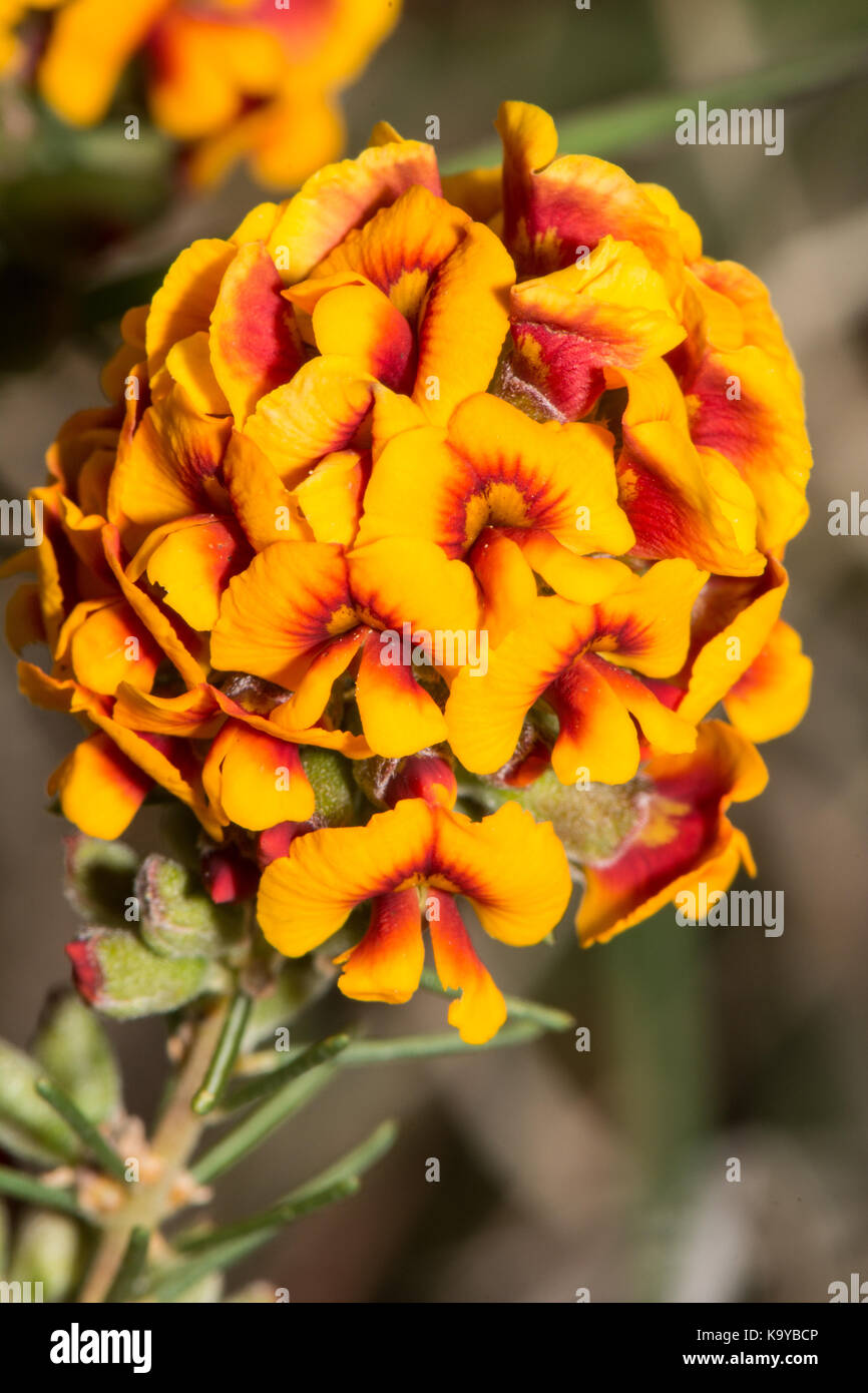Showy Parrot Pea flowers Stock Photo - Alamy