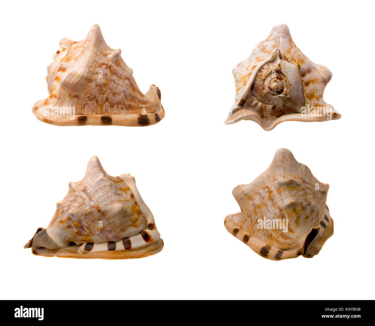 Four Views of a Conch Shell on white Background Stock Photo - Alamy