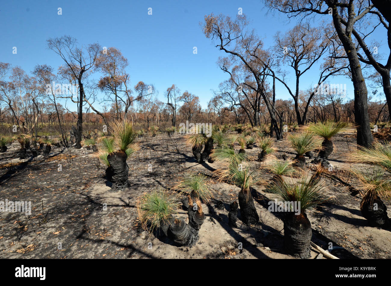 Forest regeneration after forest fire hi-res stock photography and ...