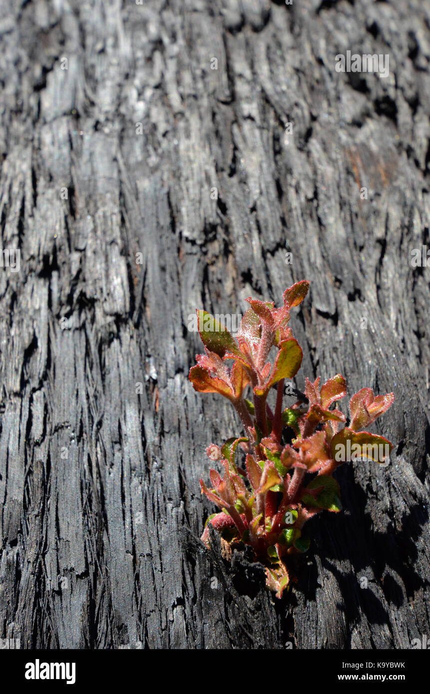 New growth after forest fire hi-res stock photography and images - Alamy