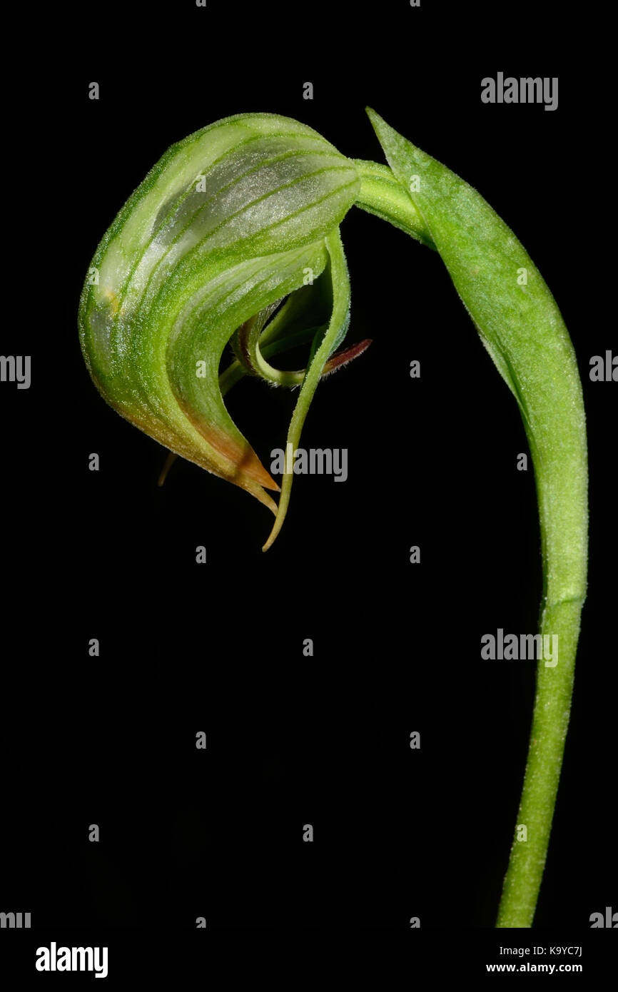 Nodding hi-res stock photography and images - Alamy