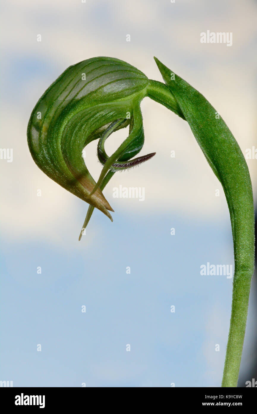 Nodding hi-res stock photography and images - Alamy