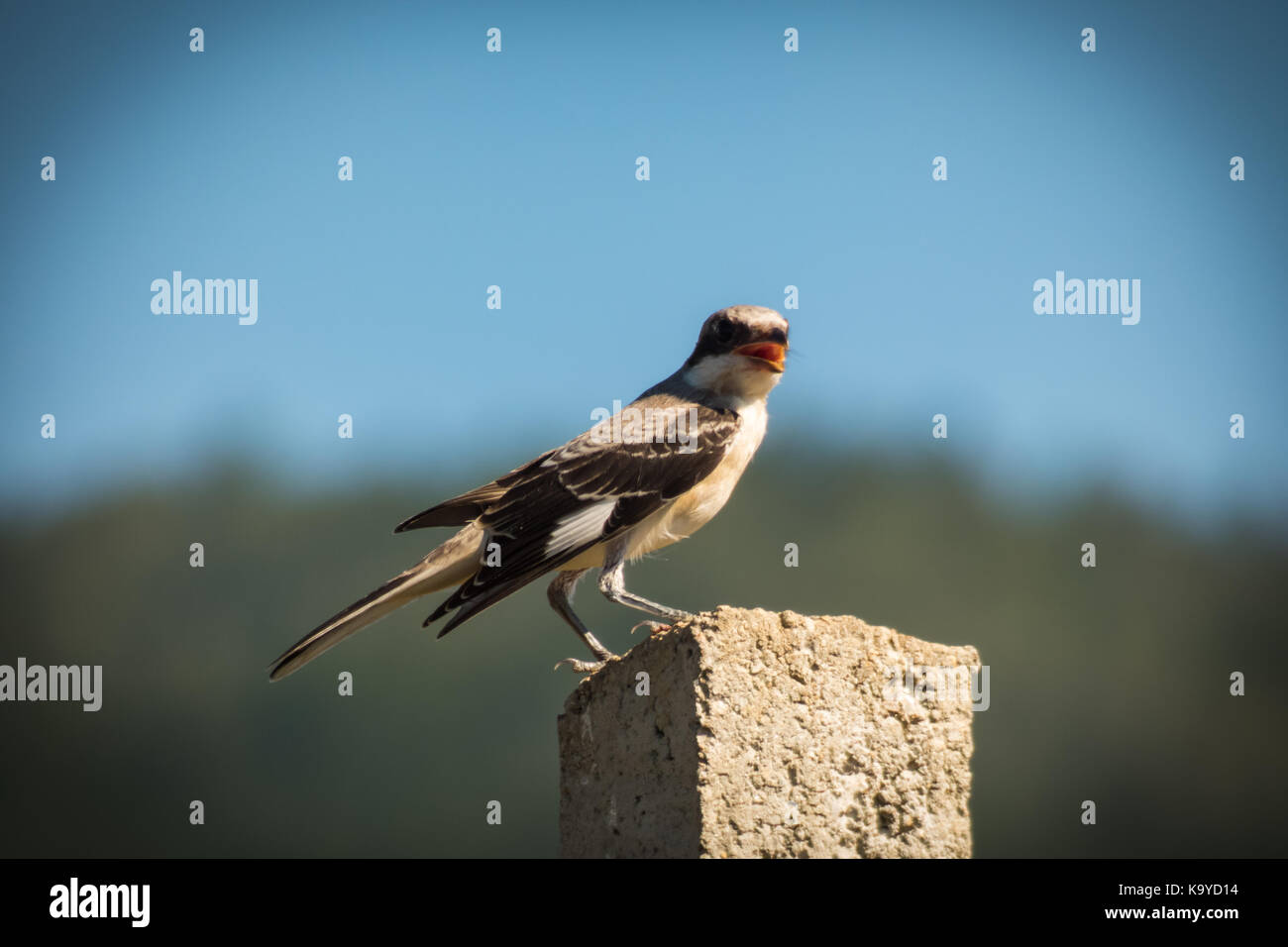 Lesser grey shrike(Lanius minor) on a concrete fence Stock Photo - Alamy