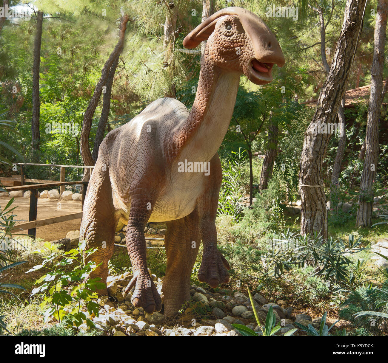 Cyrtocristatus hi-res stock photography and images - Alamy