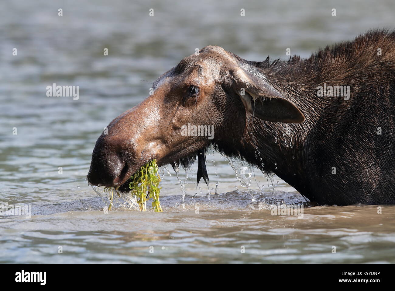 Moose Feeding in Pond in Glacier National Park in Montana Stock Photo ...