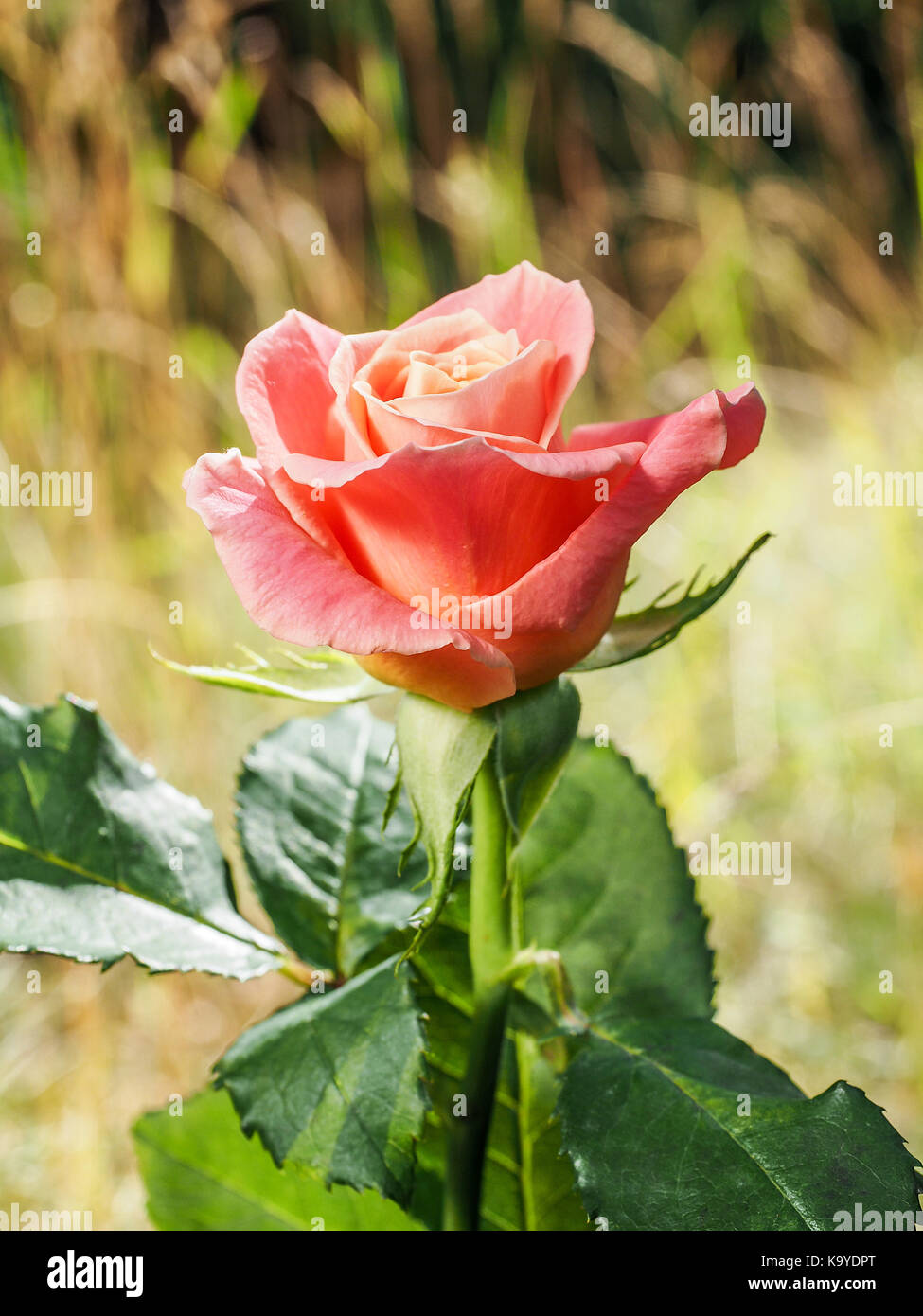 Red rose flower Stock Photo - Alamy