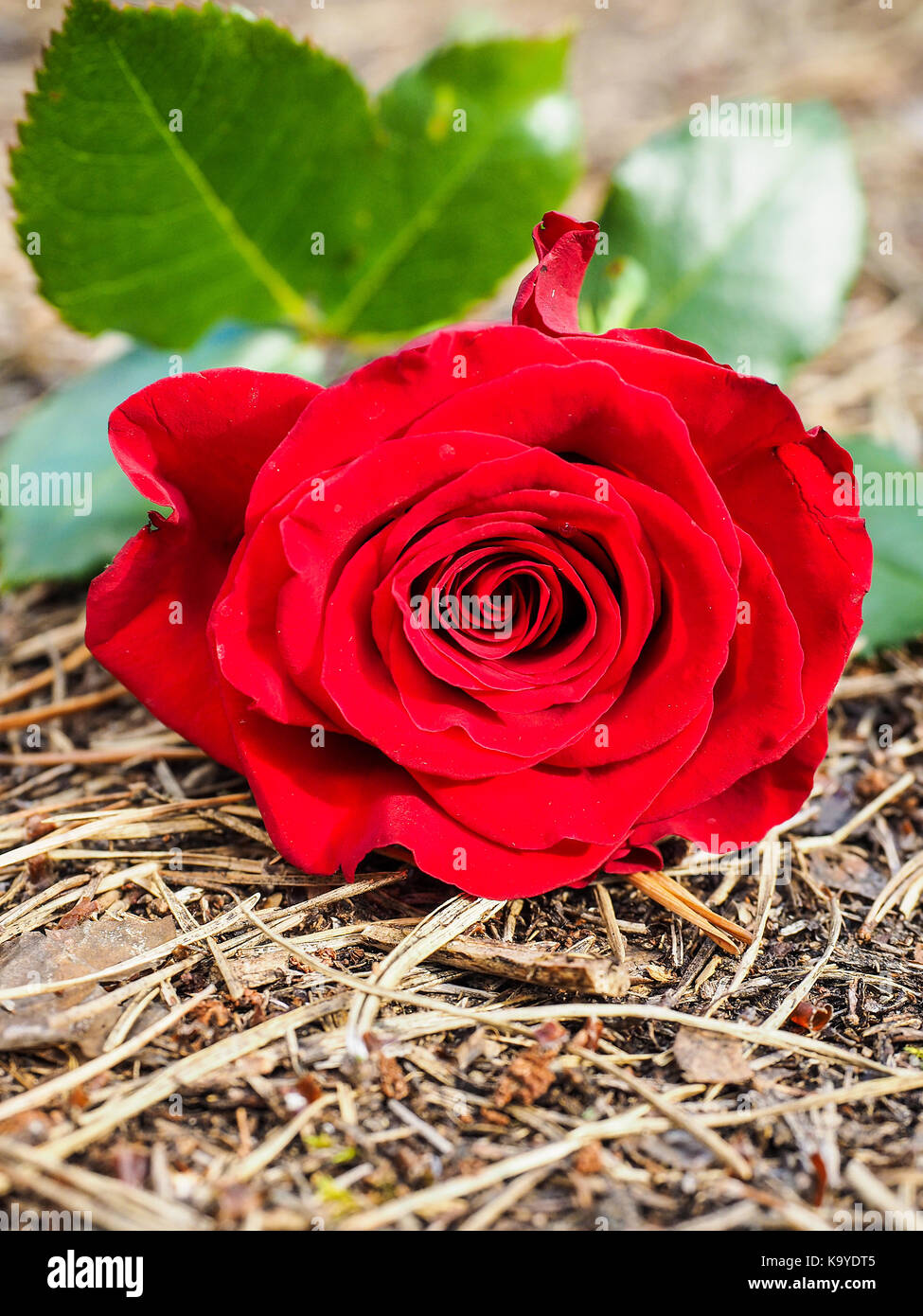 Red rose flower Stock Photo - Alamy