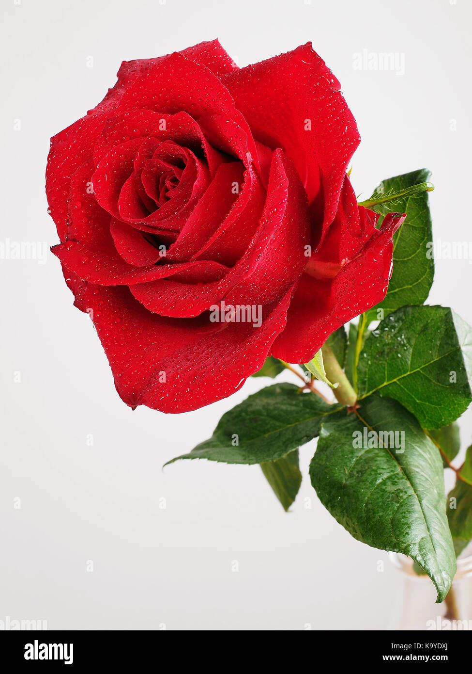 Red rose flower isolation Stock Photo - Alamy