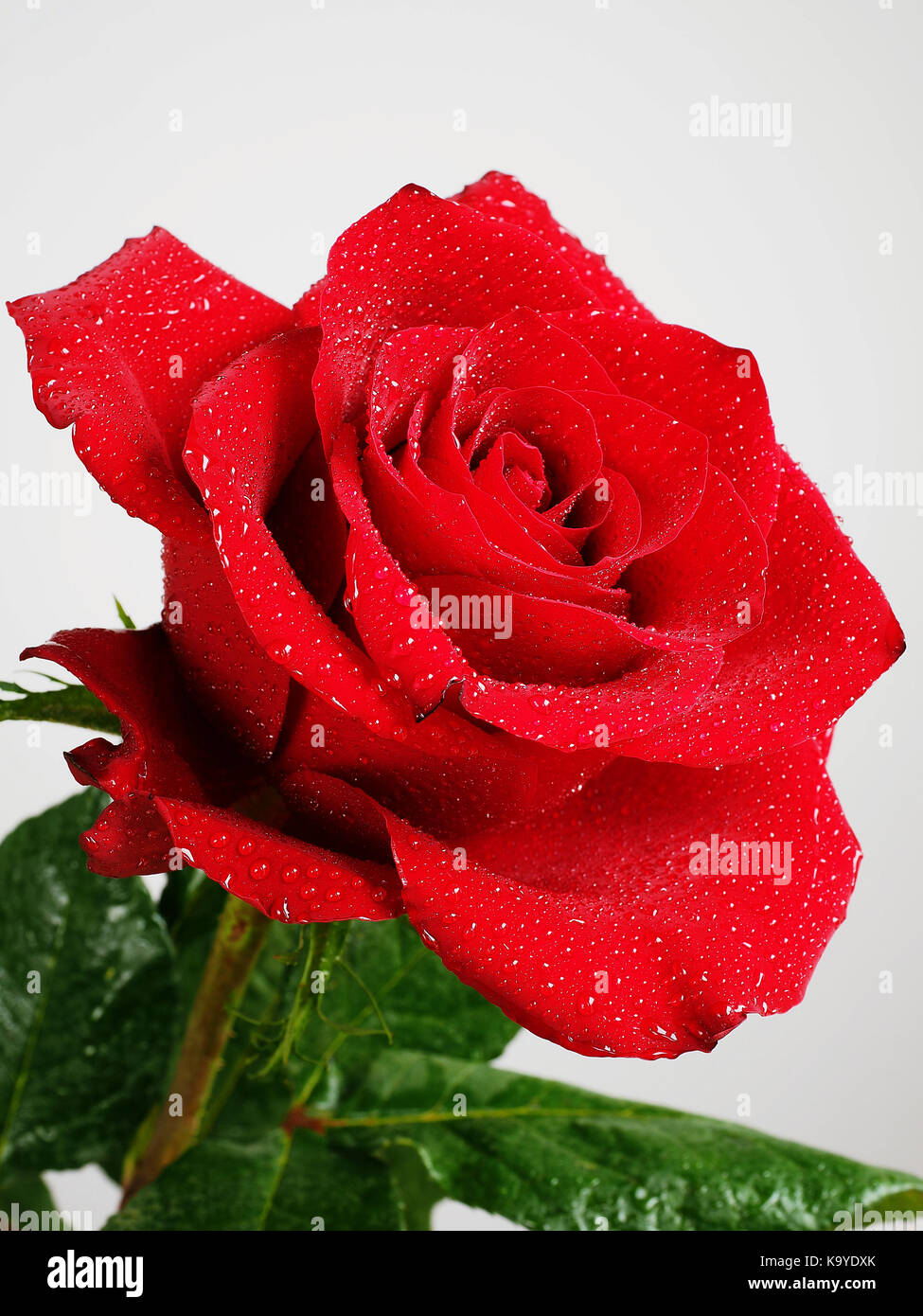 Red rose flower isolation Stock Photo - Alamy