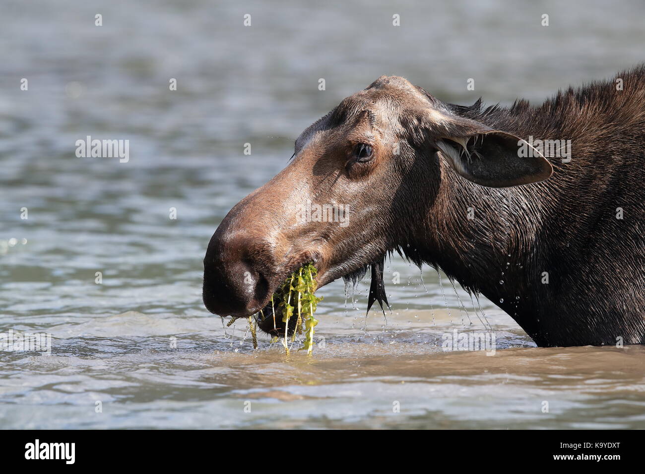 Moose Feeding in Pond in Glacier National Park in Montana Stock Photo ...