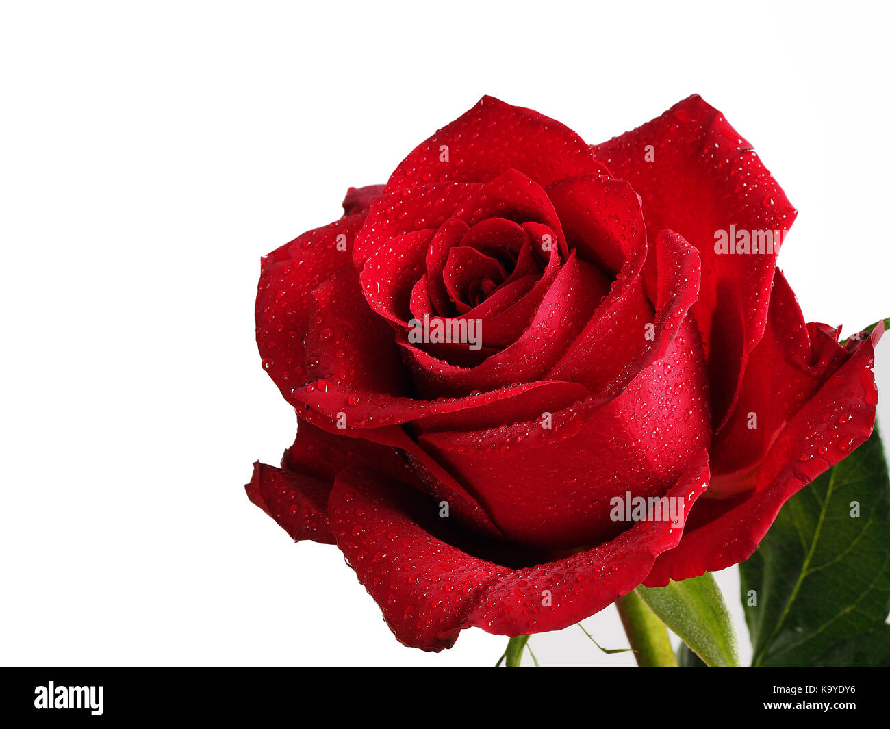 Flower isolation hi-res stock photography and images - Alamy