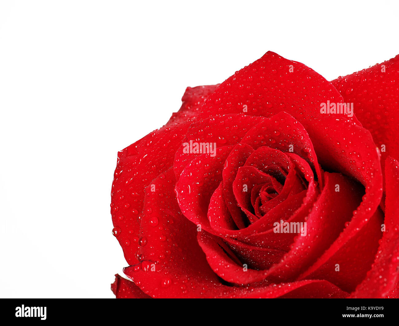 Red rose flower isolation Stock Photo - Alamy
