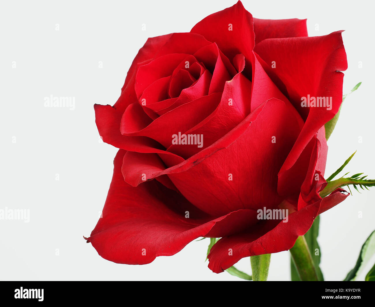 Flower isolation hi-res stock photography and images - Alamy