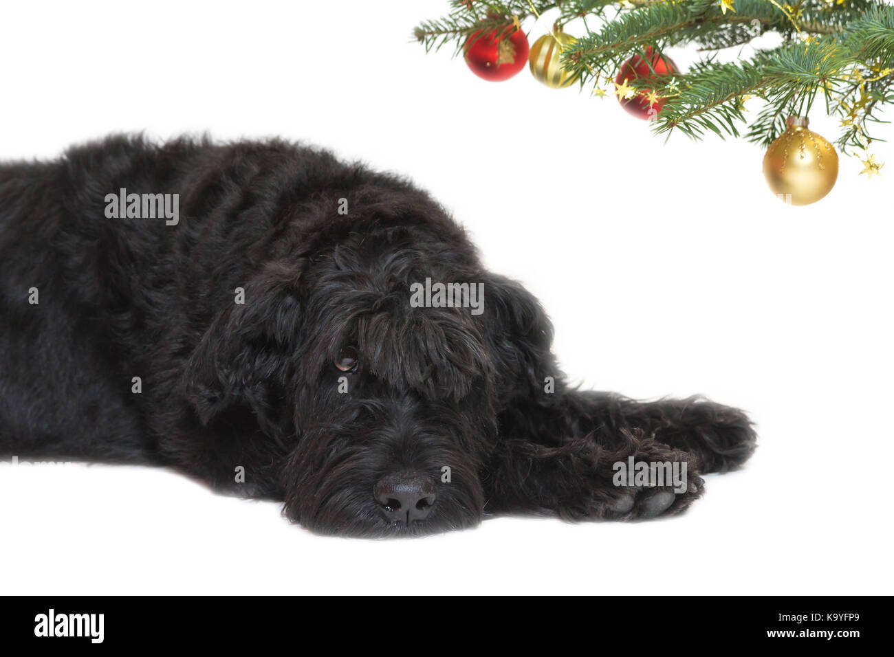 Sad Giant Black Schnauzer Dog is lying under a branch of a Christmas ...