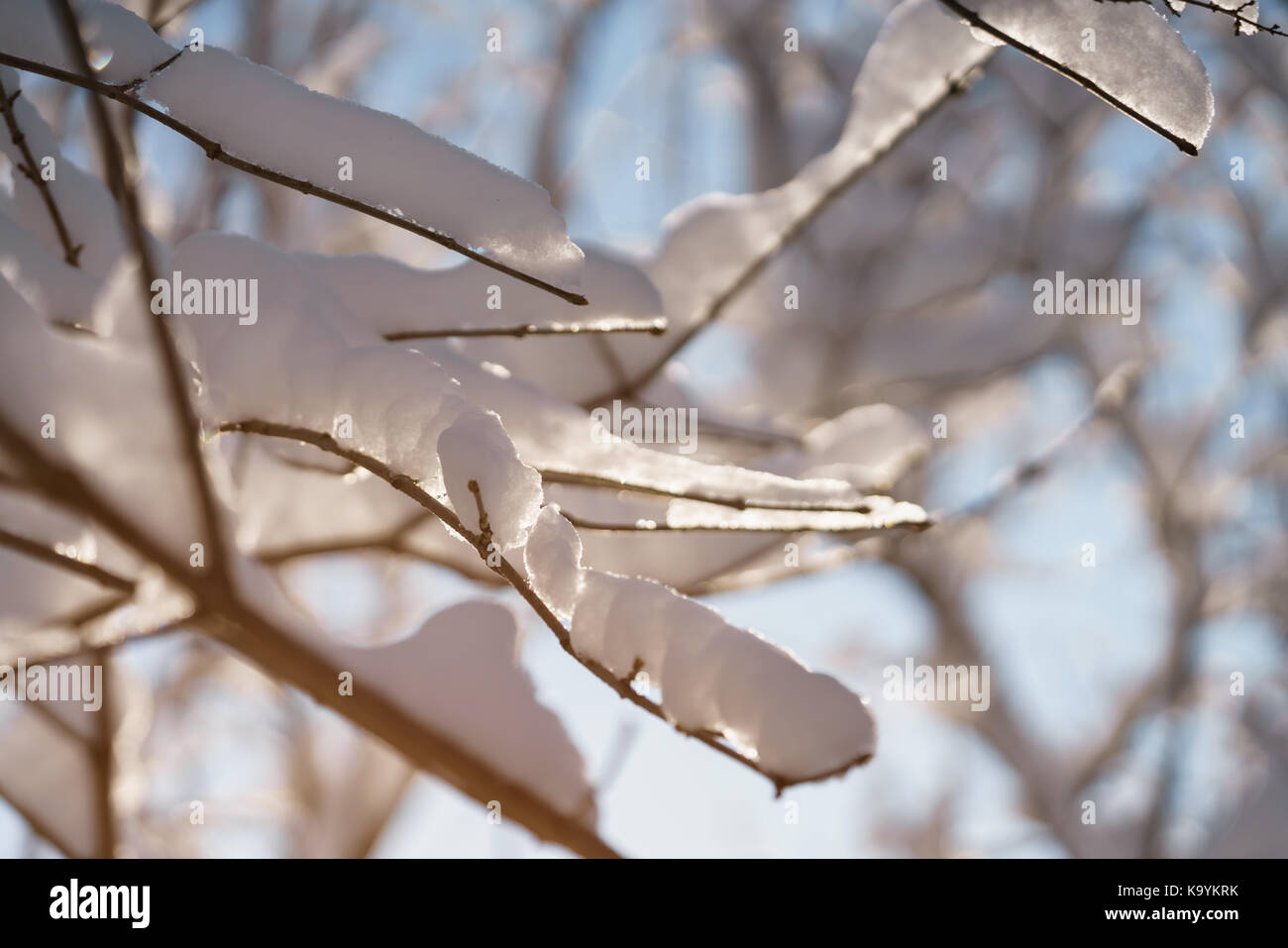 bush branches covered with snow in morning sunlight, shallow focus ...