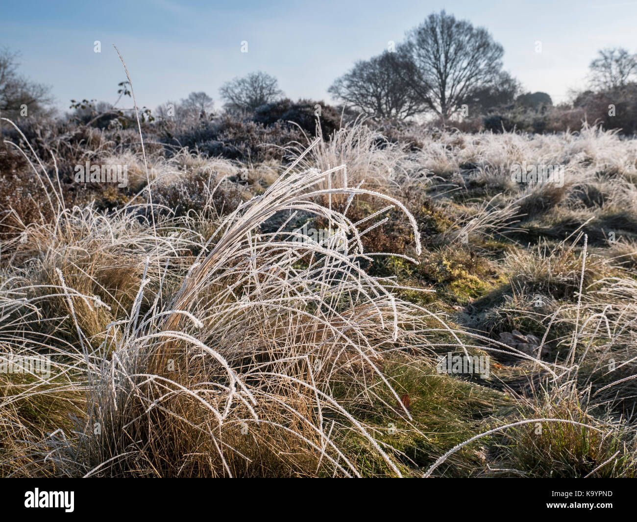Heathland grass hi-res stock photography and images - Alamy