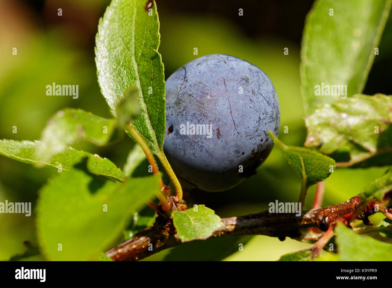 The fruit of Prunus spinosa, called blackthorn or sloe Stock Photo - Alamy